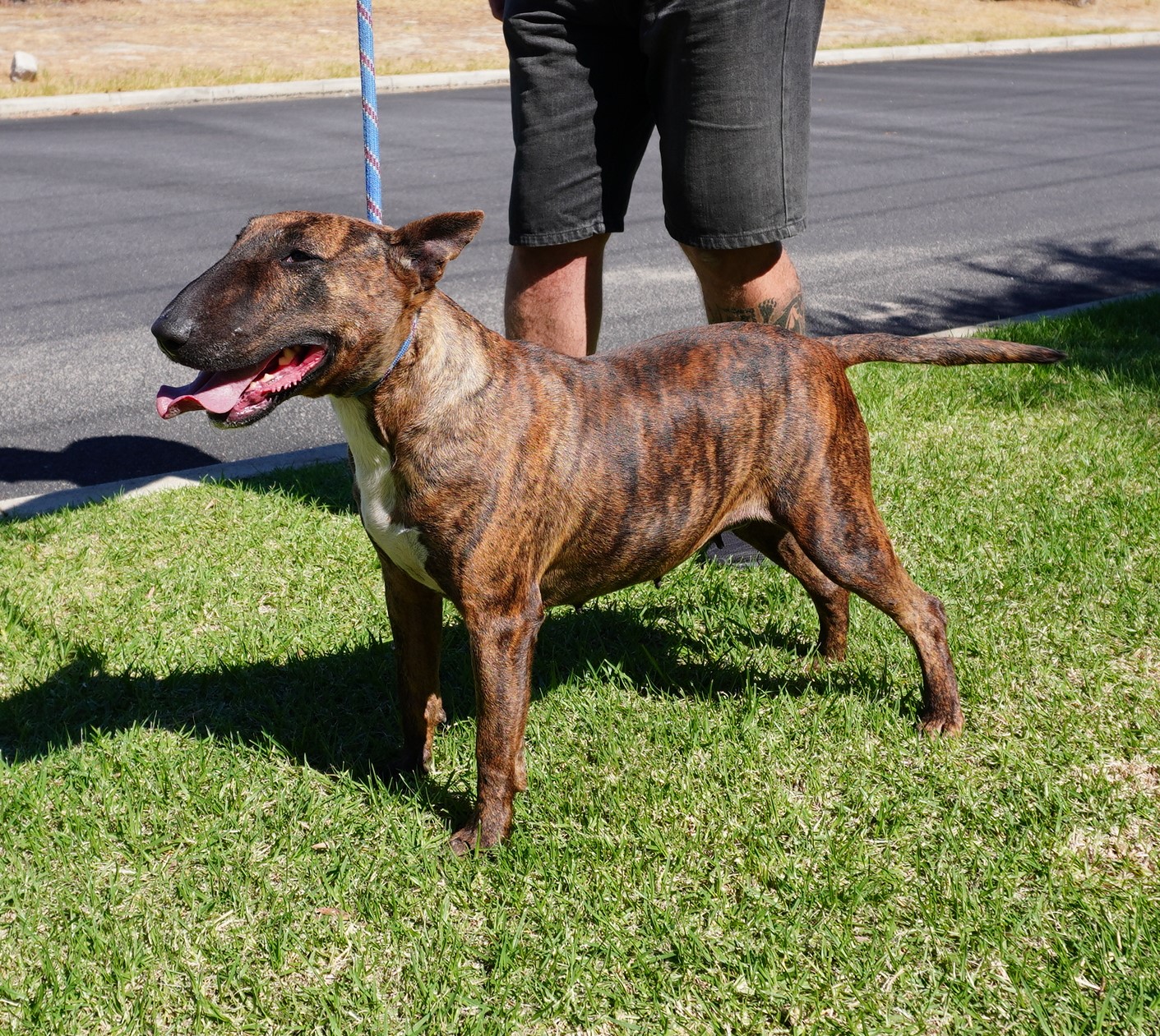 Kennel Manager